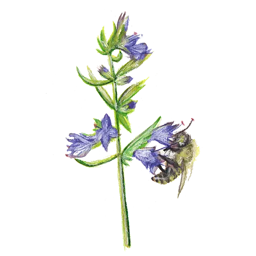 Isop - Nordfrö - Fröer på riktigt