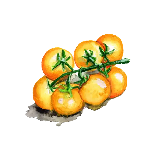 Desert Star - Nordfrö - Fröer på riktigt