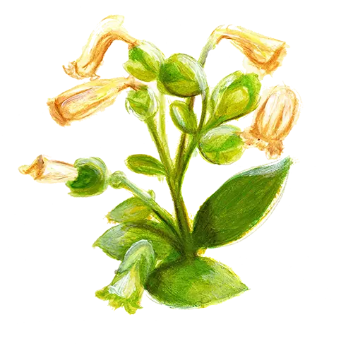 Mohawk - Nordfrö - Fröer på riktigt